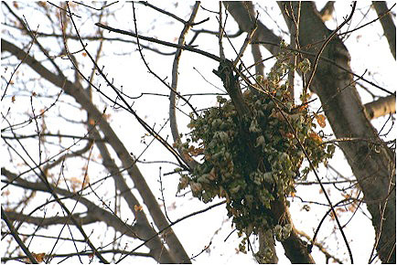 When a Mess is a Nest – Next-Door Nature