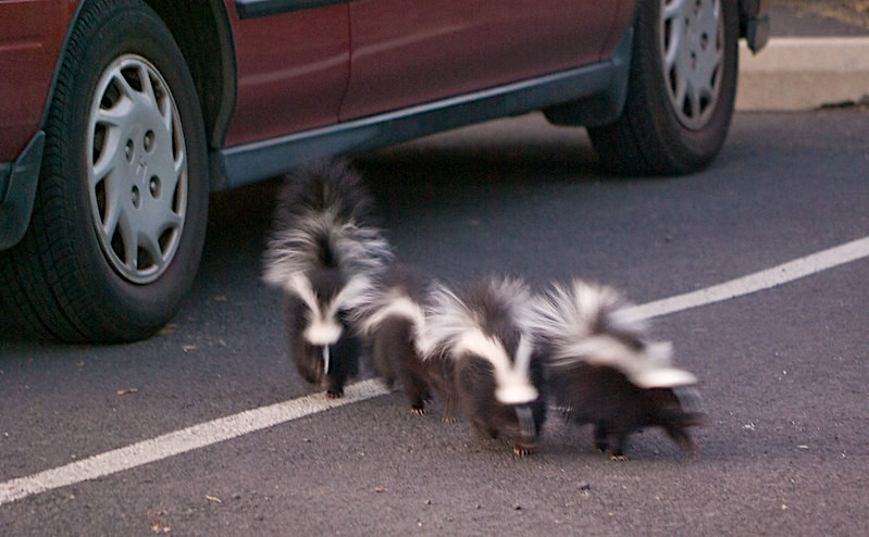 King of the Road – Next-Door Nature