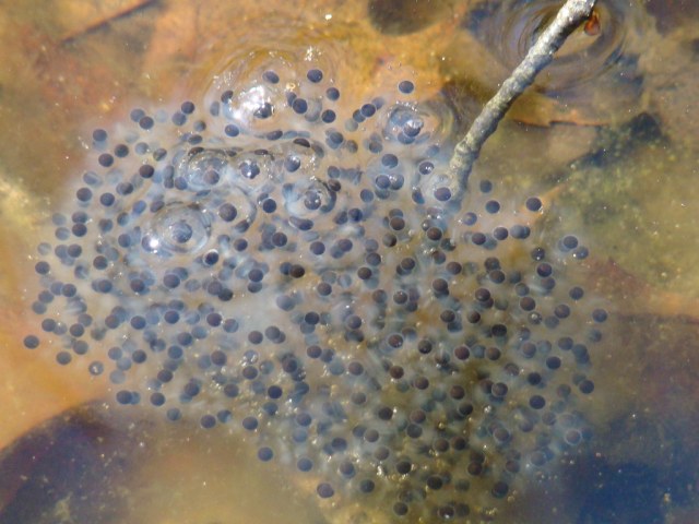 Froggy Goes A-Courtin’ – Next-Door Nature