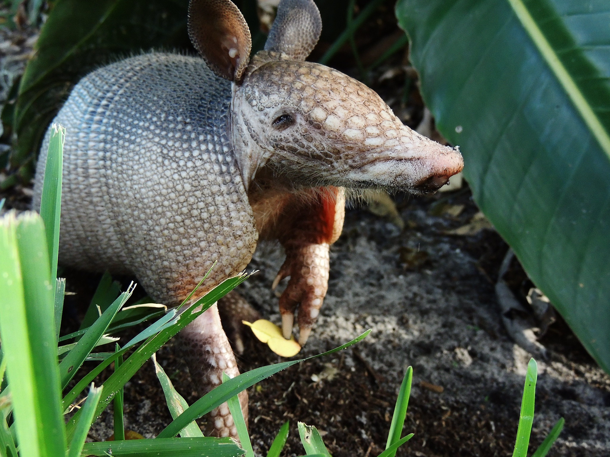 On the Half Shell – Next-Door Nature