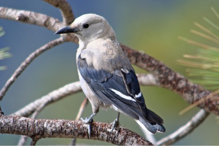 Nutcracker Suite – Next-Door Nature