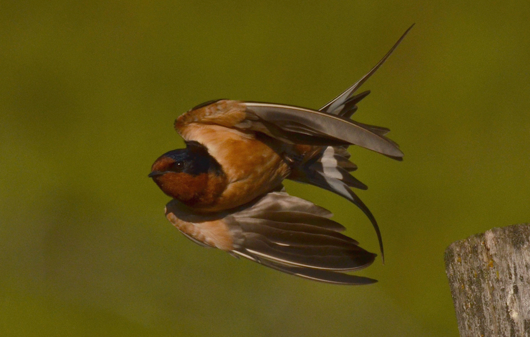 Barnstormers – Next-Door Nature