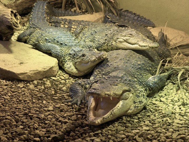 Hot and Cold – Next-Door Nature