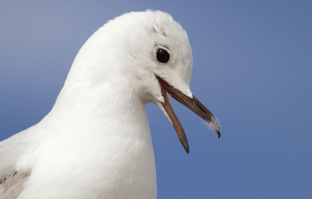 Town Crier – Next-Door Nature