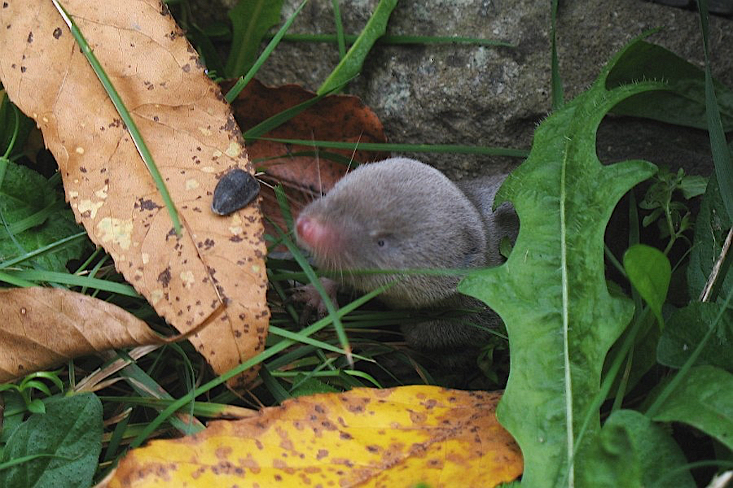 Hungry – Next-Door Nature