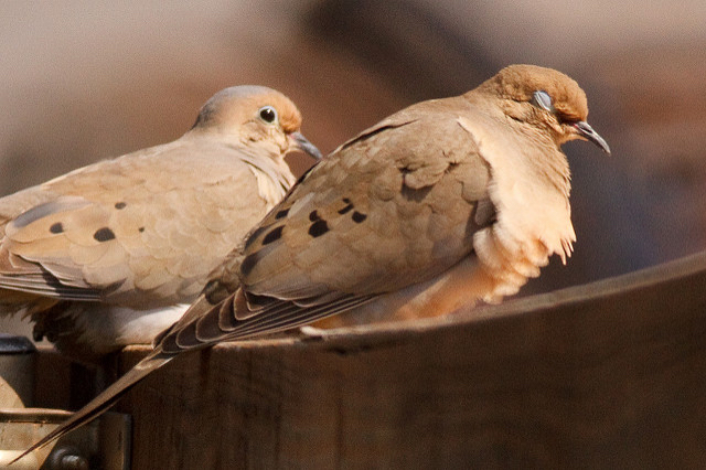 Lonesome Doves – Next-Door Nature
