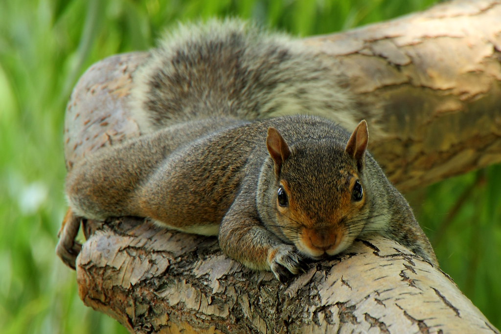 Treehuggers – Next-Door Nature