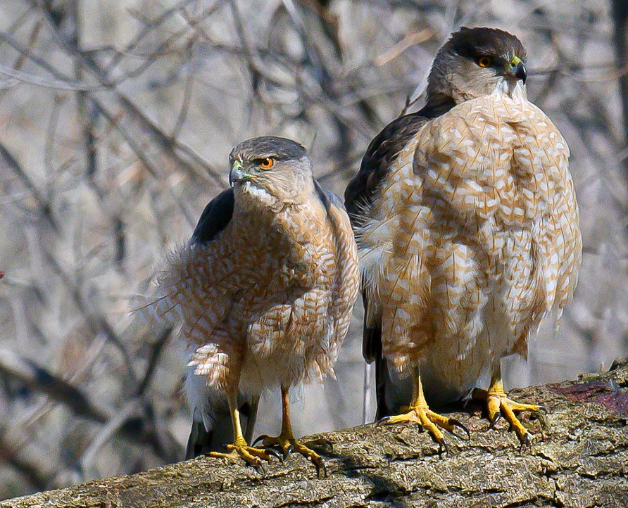 The Hawk Who Mistook Her Mate for a Meal – Next-Door Nature