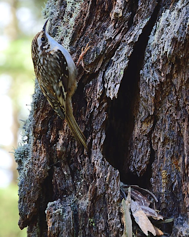Zipped – Next-Door Nature