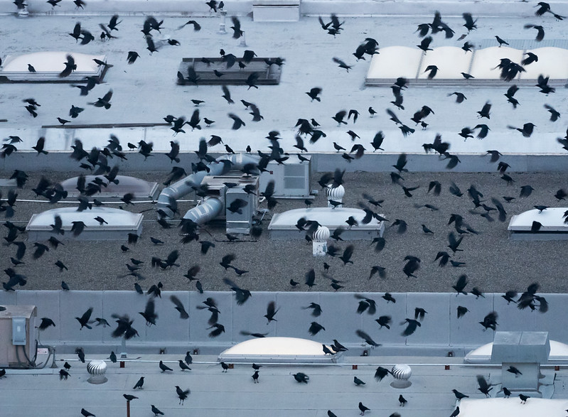 Counting Crows – Next-Door Nature