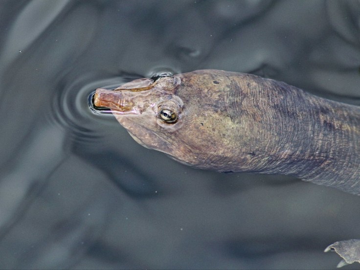 Flat as a Pancake – Next-Door Nature