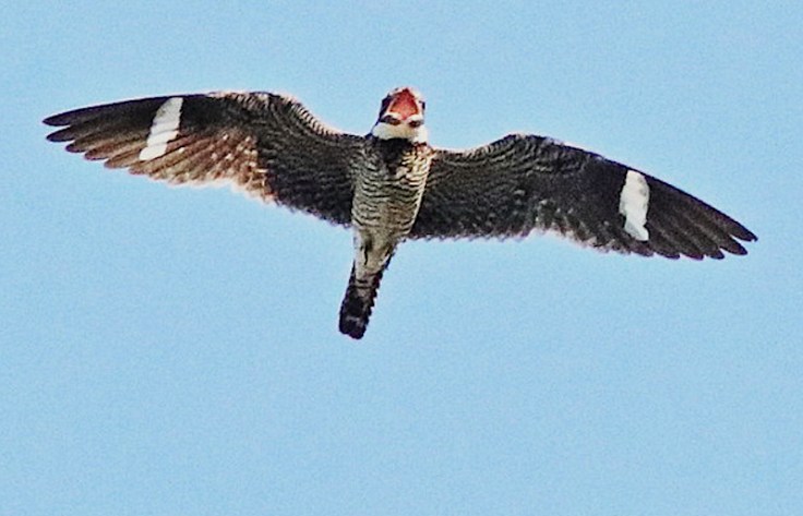 Slings and Arrows – Next-Door Nature