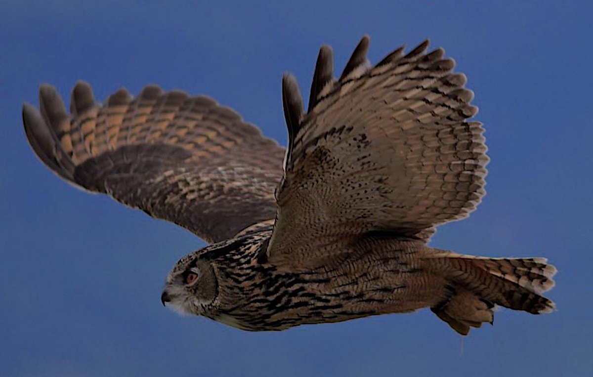 Silent Flight – Next-Door Nature