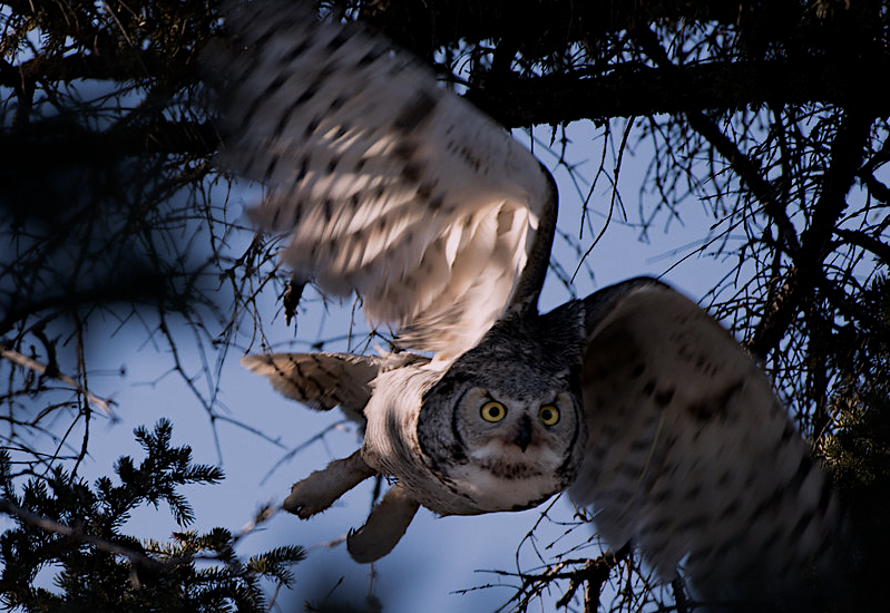 Silent Flight – Next-Door Nature