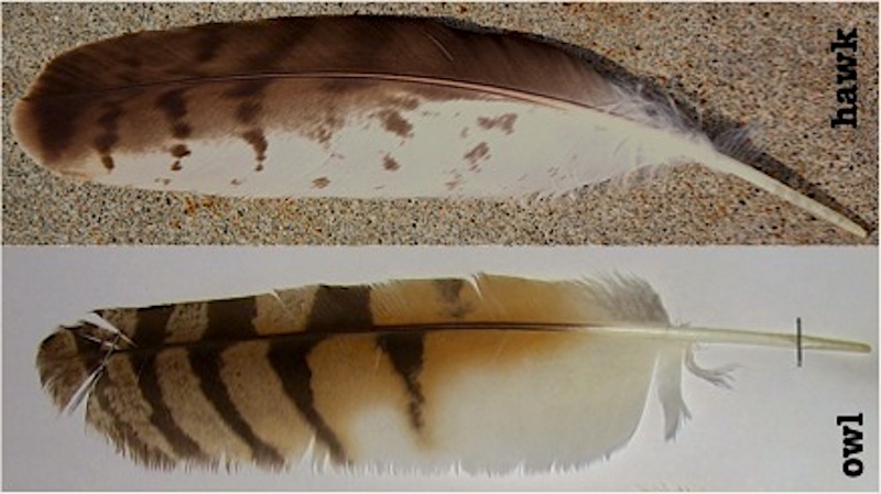 Silent Flight – Next-Door Nature