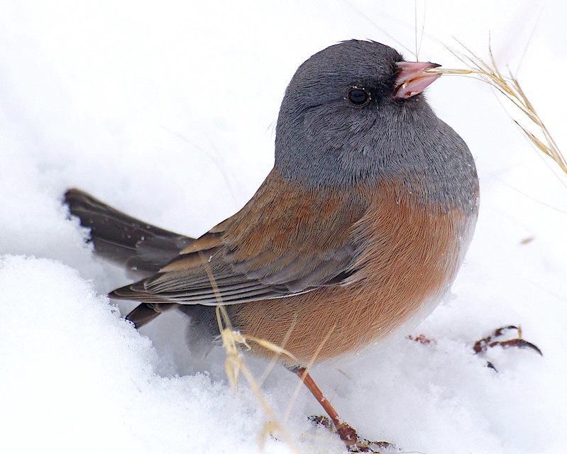 A Flurry of Snowbirds – Next-Door Nature